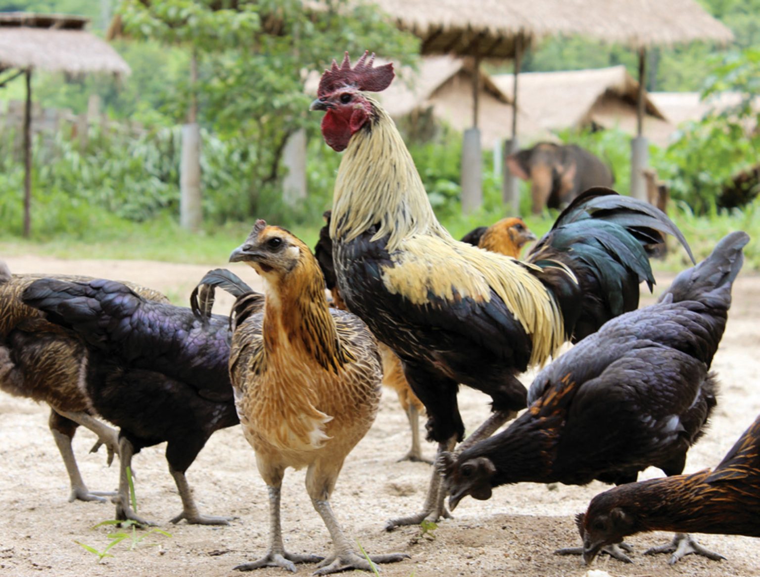 The Origins of Chicken Domestication - Backyard Poultry